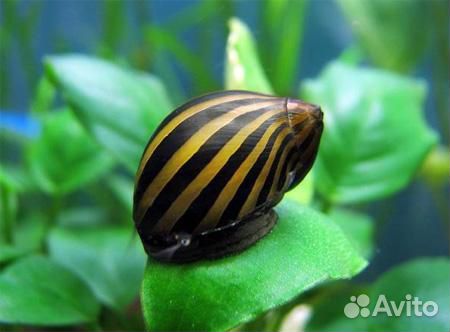 Улитка зебра