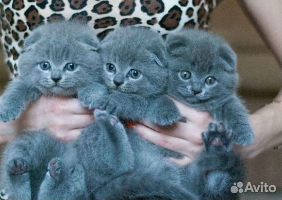 Шотландские котята в российские дома