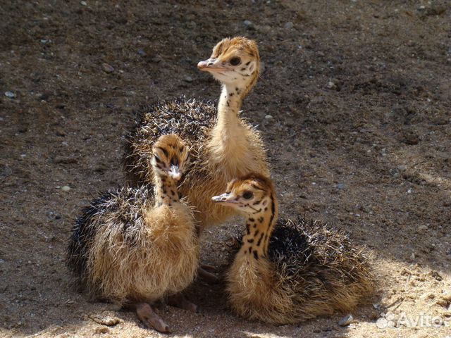 Страусята черного африканского страуса