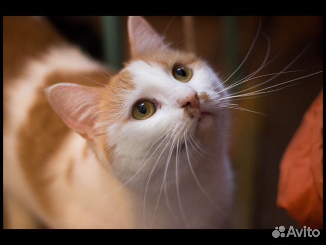 Ласковая и нежная кошечка Лиса