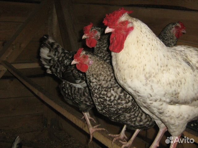 Инкубационное яйцо Пушкинской полосато-пестрой