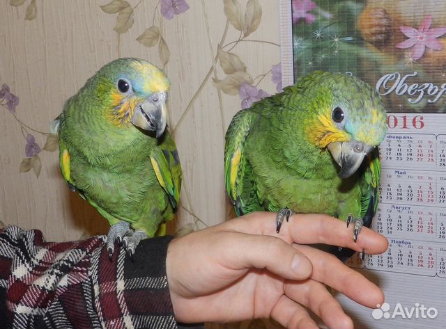 Венесуэльский амазон, птенцы