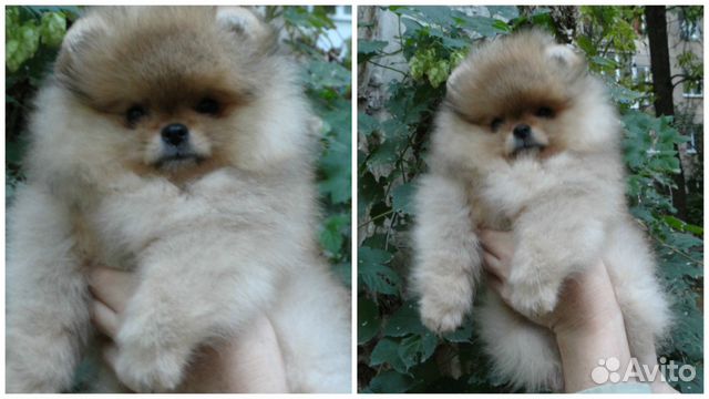 Мальчишки-померашки