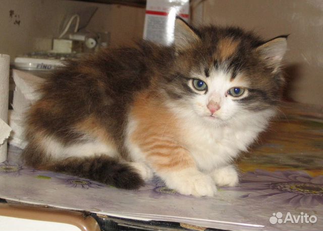 Пушистенькие черные и трехцветки