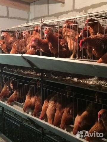 Куры (Молодые)