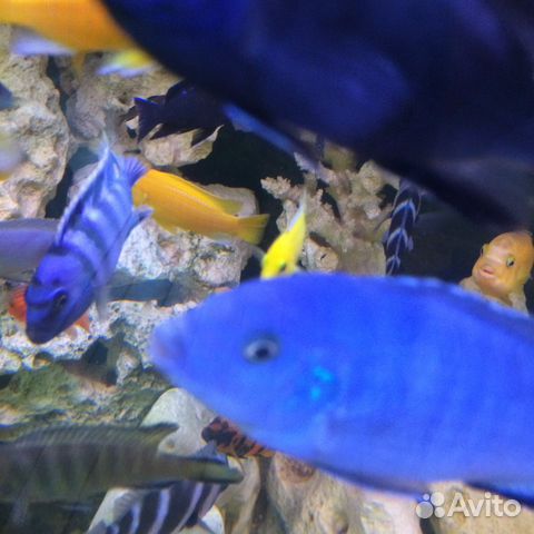 Восточноафриканские подростки 60 мм