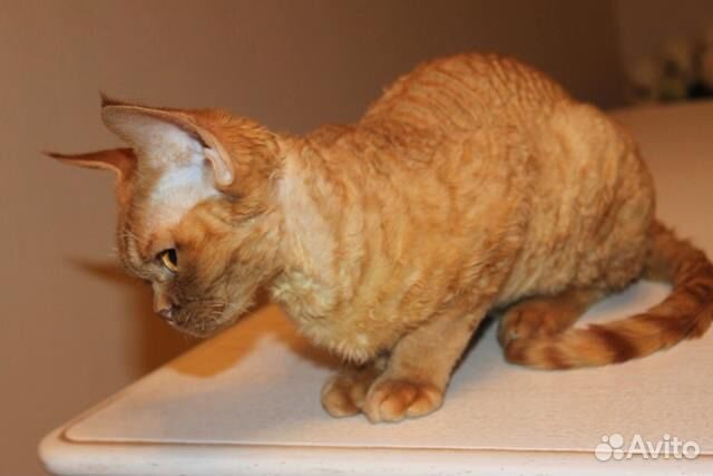 Котик кастрат