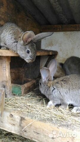 Кролики - малыши