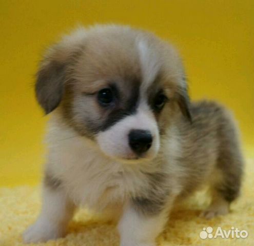 Рыжебелые малыши Вельшкорги