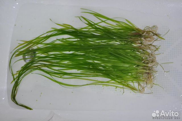 Валиснерия и эхинодорус нежный