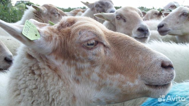 Овцы бараны Живьем