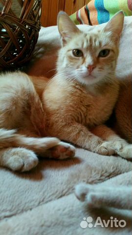 Котенок в дар 8 мес рыжий девочка кошка