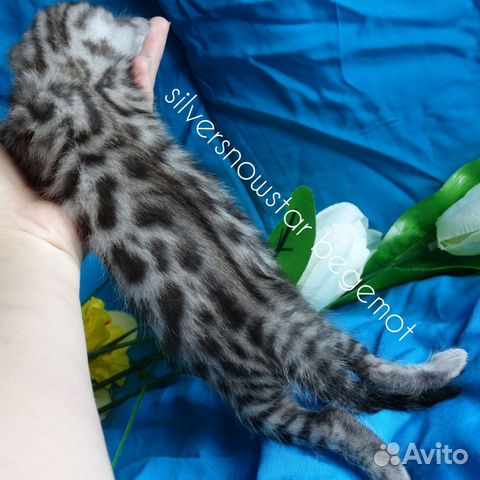 Бенгалы Окрас Редкий