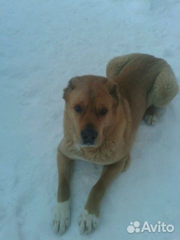 Невеста ищет жениха