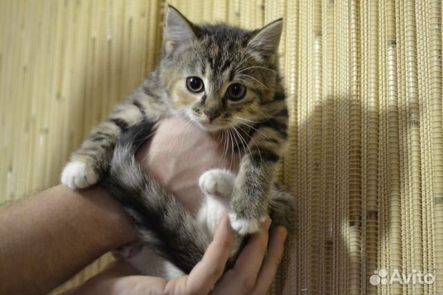 Котенок в добрые руки