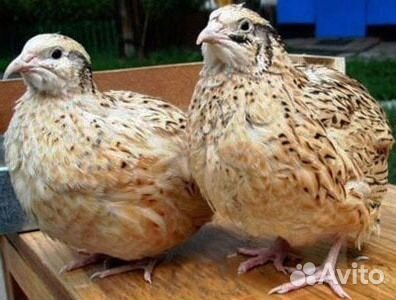 Перепела, яйцо