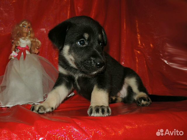 Щенок мальчик 1.5 мес