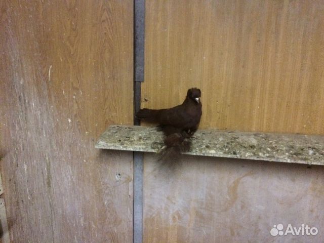 Голуби разных пород,персы, Узбеки, бакинцы