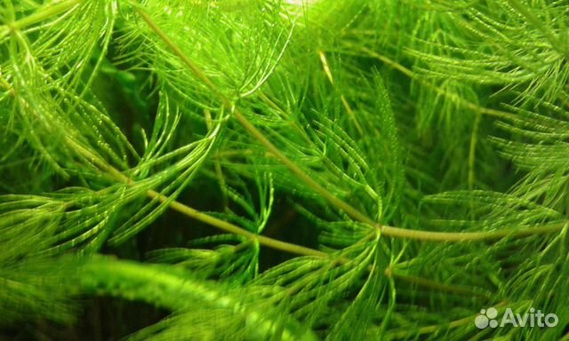 Роголистник. Аквариумное растение