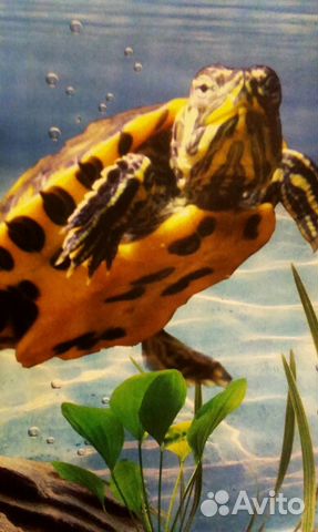 Двух черепах красноухих красивых отдаю