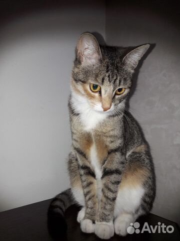 Мармеладка ищет дом