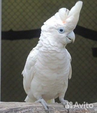 Соломонский какаду