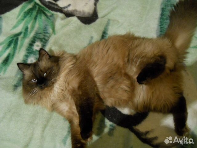 Кот приглашает на вязку