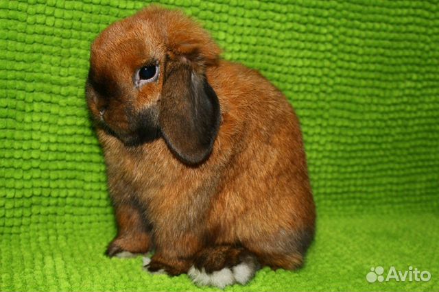 Кролики MiniLop из питомника