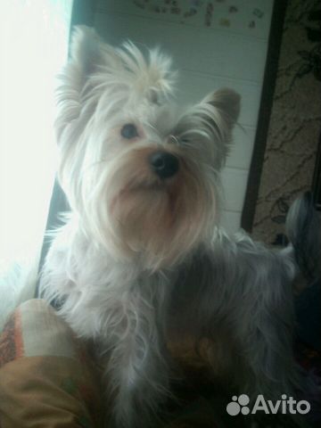 Йоркширский терьер(вязка)