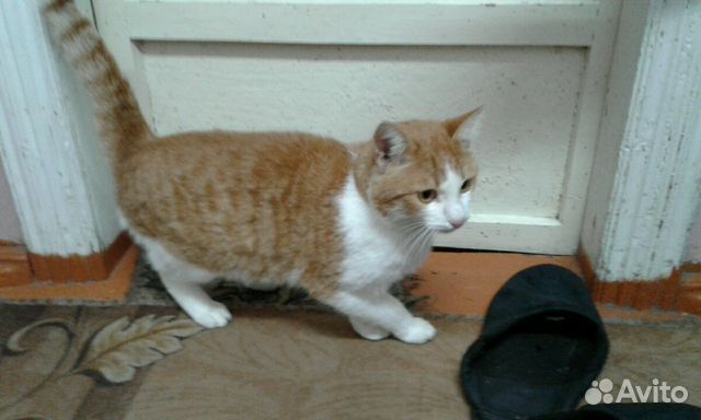 Котик полусибирский