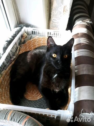 Черный котик с белой грудкой 9 месяцев