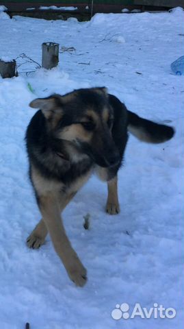 Плюшевая девочка - щенок в добрые руки