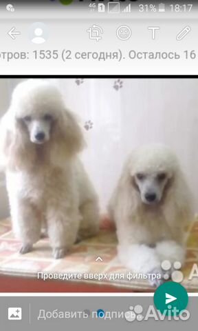 Мальчики карлик. пуделя(на фото родители)