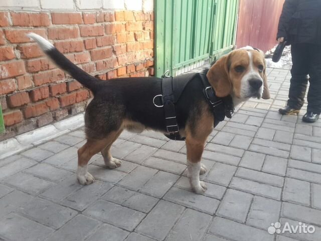 Бигль вязка