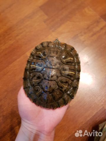 Красноухая черепаха. В добрые руки