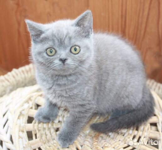 Британские котята