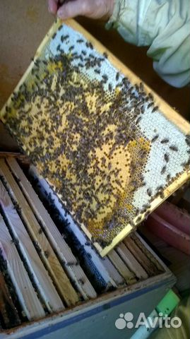 Пчелосемьи