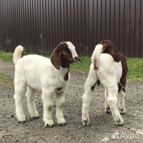 Бурские козы