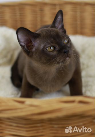 Соболиный котик Евробурмы