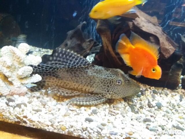 Сом птеригохлипт