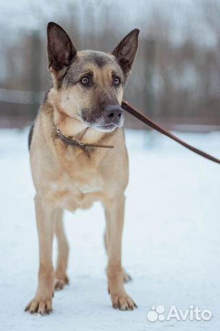 Гром в добрые руки