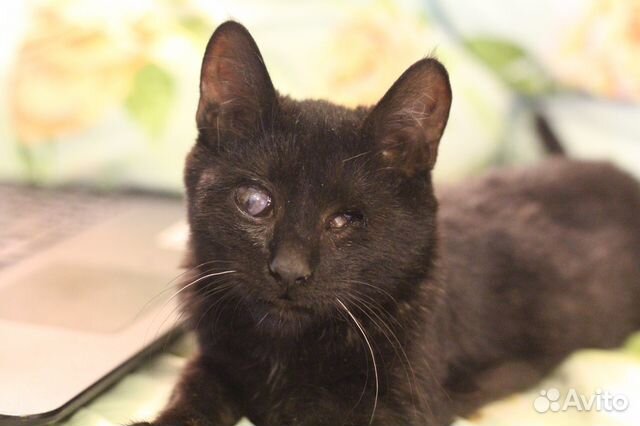 В добрые руки