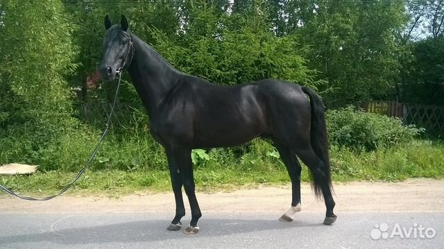 Вороной шикарный конь