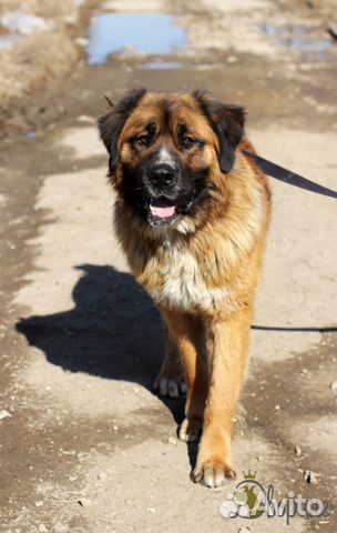 Леонтий мечтает обрести семью