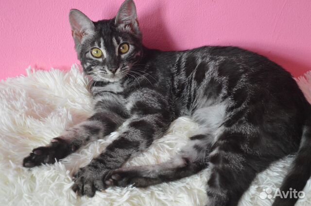 Угольные бенгалы