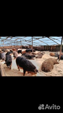 Поросята Венгерская мангалица