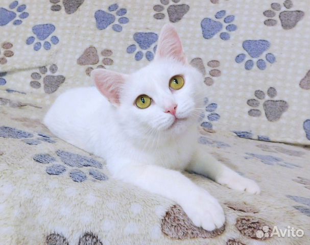 Белая ласковая кошка Лапочка