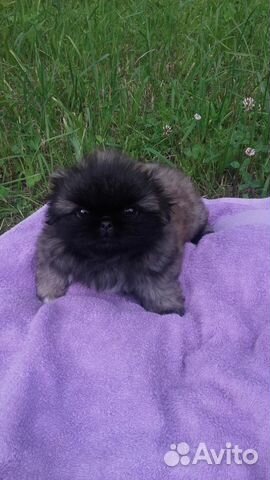 Очаровательные пушистики