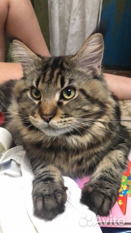 Мейн-кун первая вязка