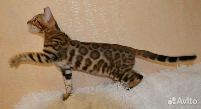 Чистокровная бенгальская клубная кошечка